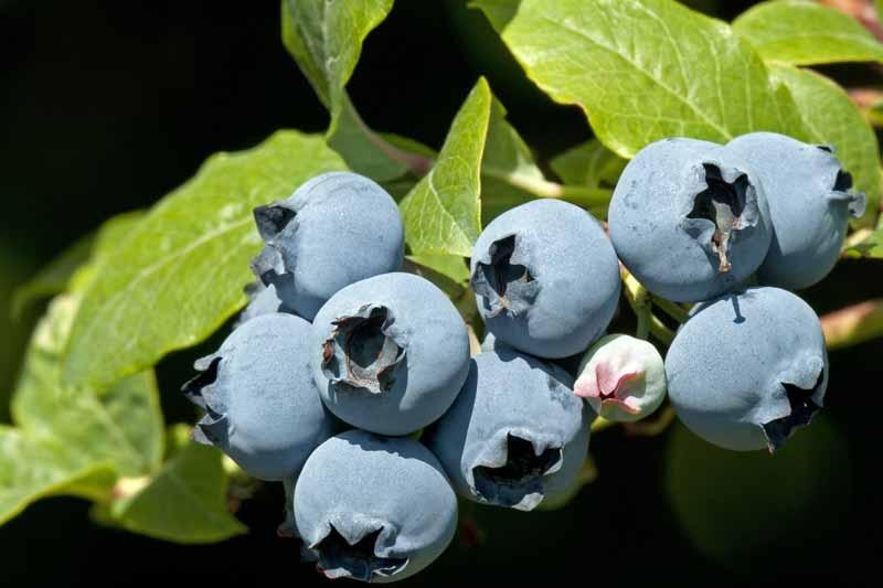 Afini Bluecrop – AgroPlantatii.ro